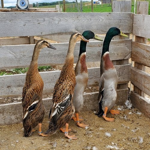 Crested Indian Runner Duck
